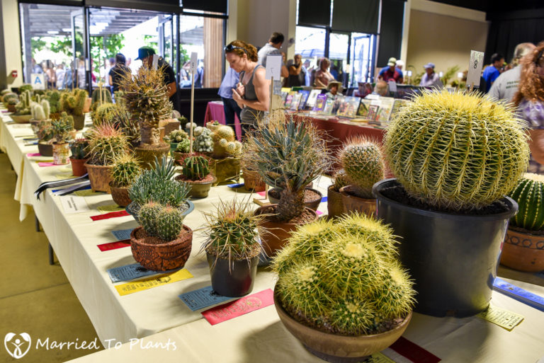 Inter-City Cactus and Succulent Show and Sale
